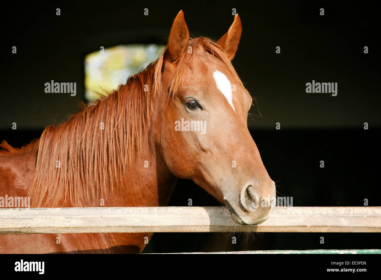 Close-up of a youngster chestnut bay. Young thoroughbred horse standing ...