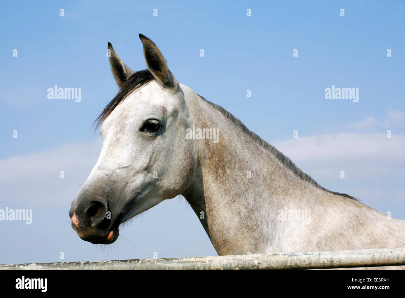 Portrait of an beautiful arabian grey horse. Close up of a gray arabian ...