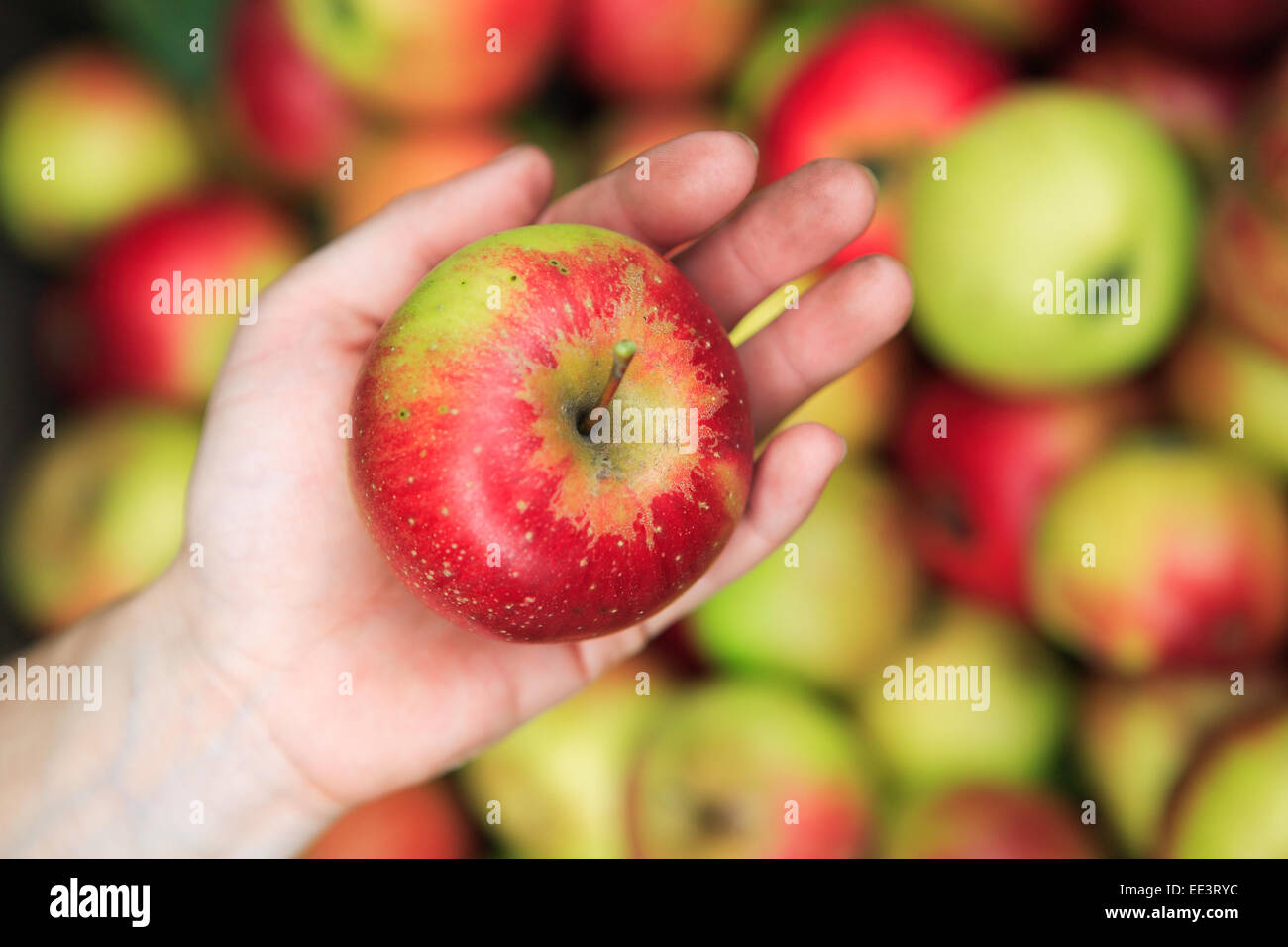 Apple in hand Stock Photo - Alamy
