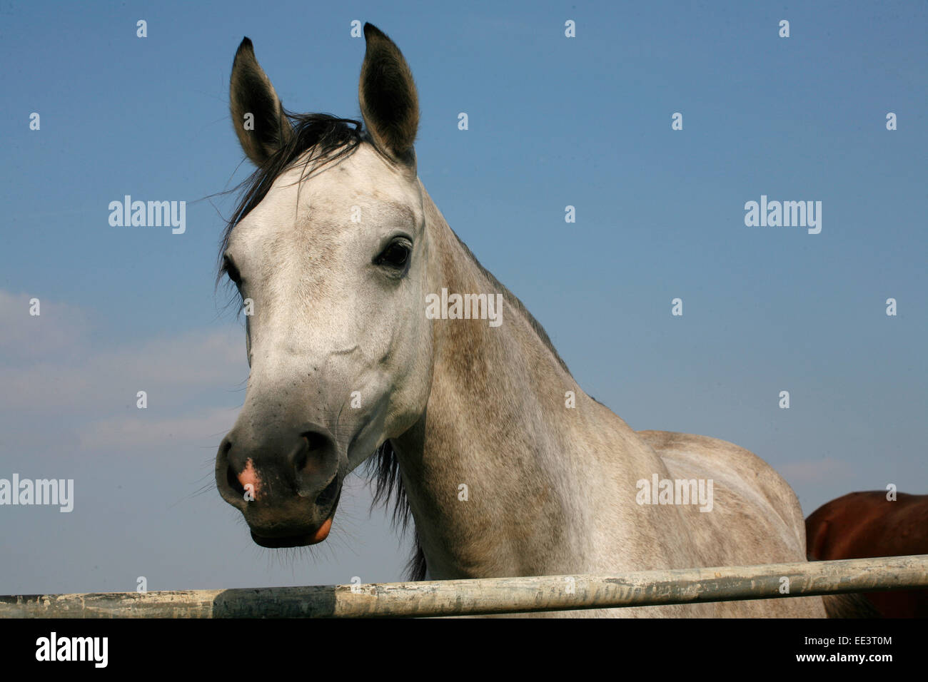 Arabian horse gray stallion trotting hi-res stock photography and ...