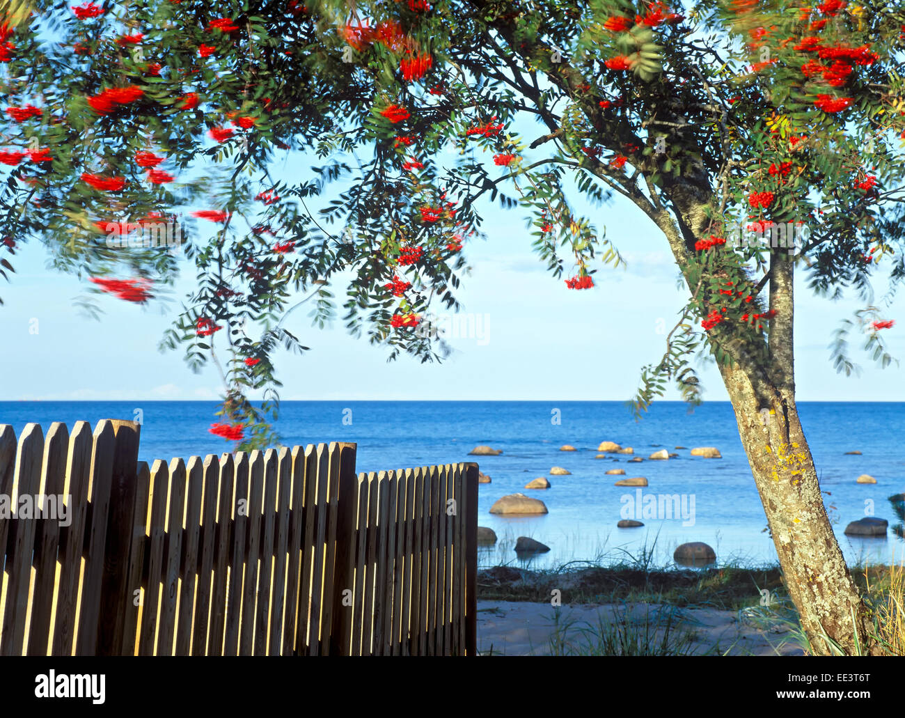 Rowan grow near the sea coast.Rowanberry. Fence Stock Photo - Alamy