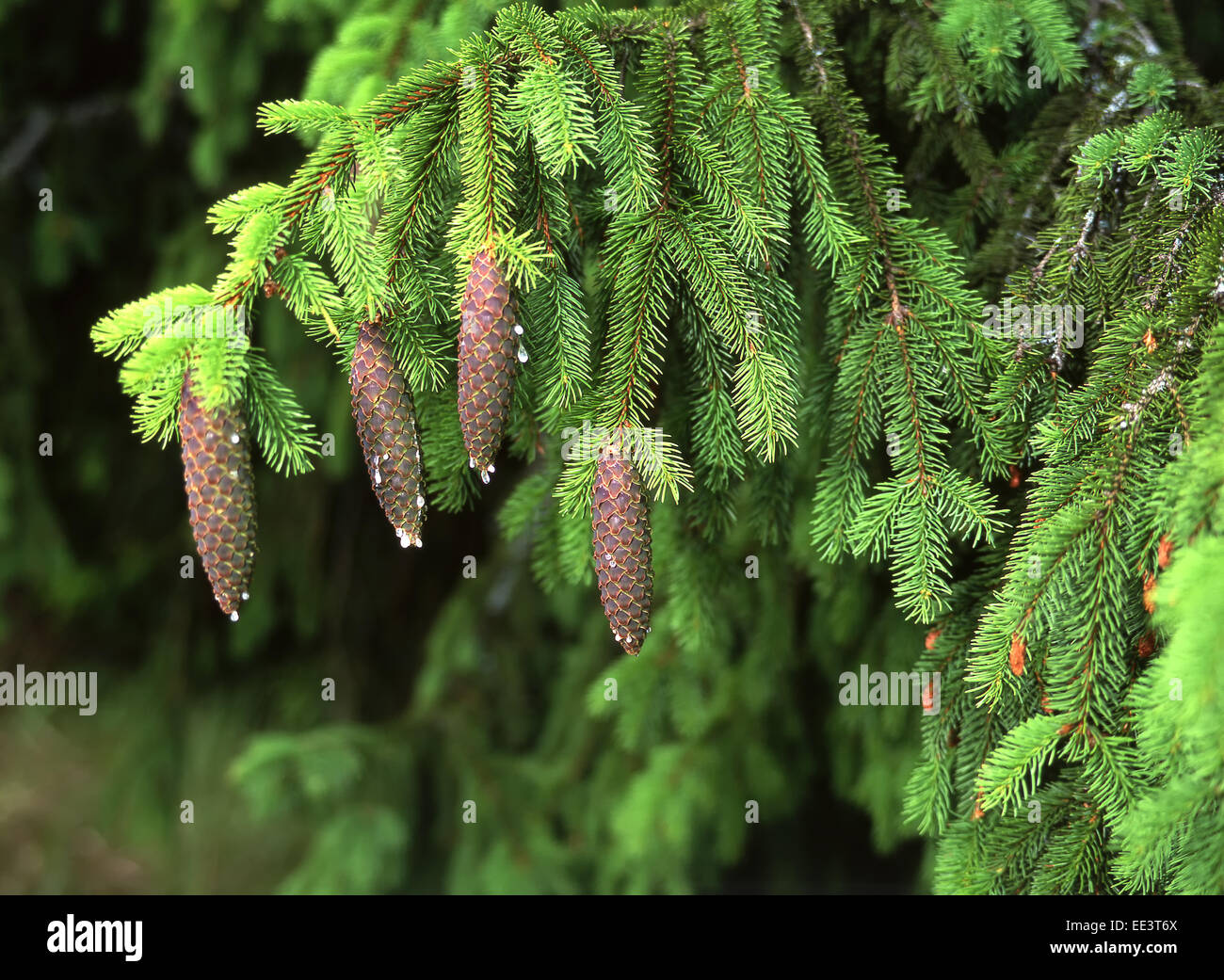 Fir cone. Tree branch. Pine Stock Photo - Alamy
