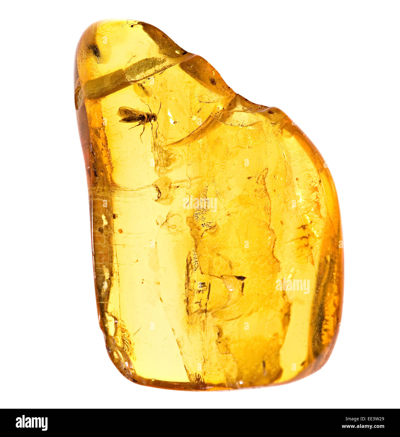 Amber with insect inside Stock Photo - Alamy