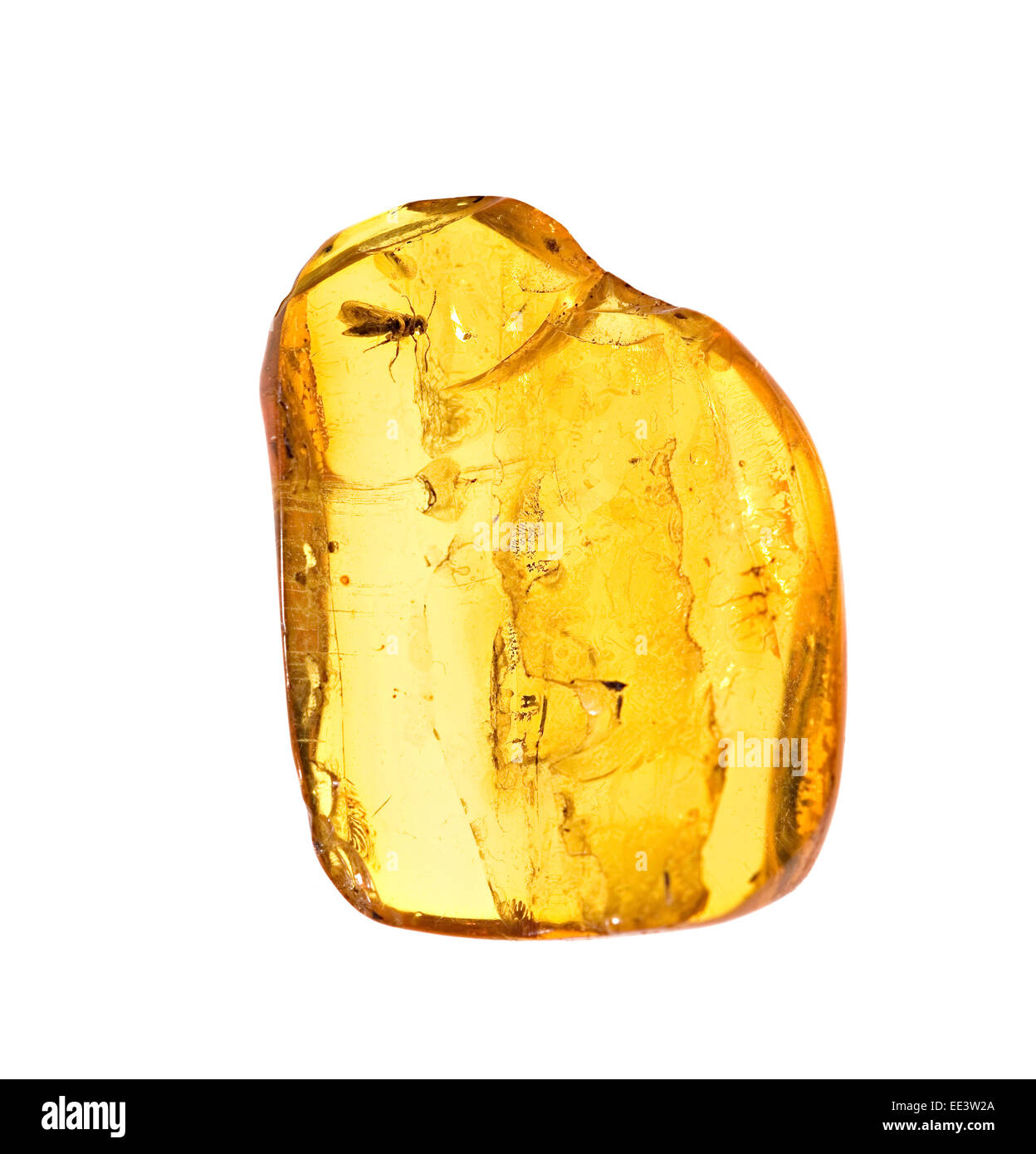 Amber with insect inside Stock Photo - Alamy