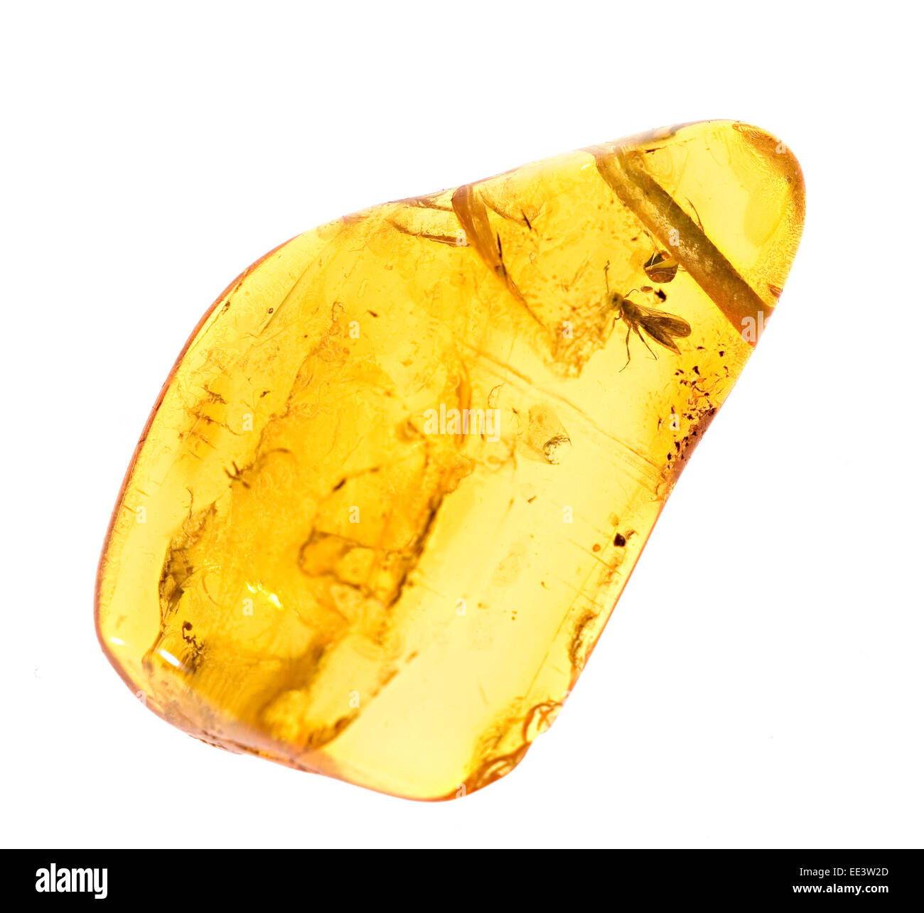 Amber with insect inside hi-res stock photography and images - Alamy