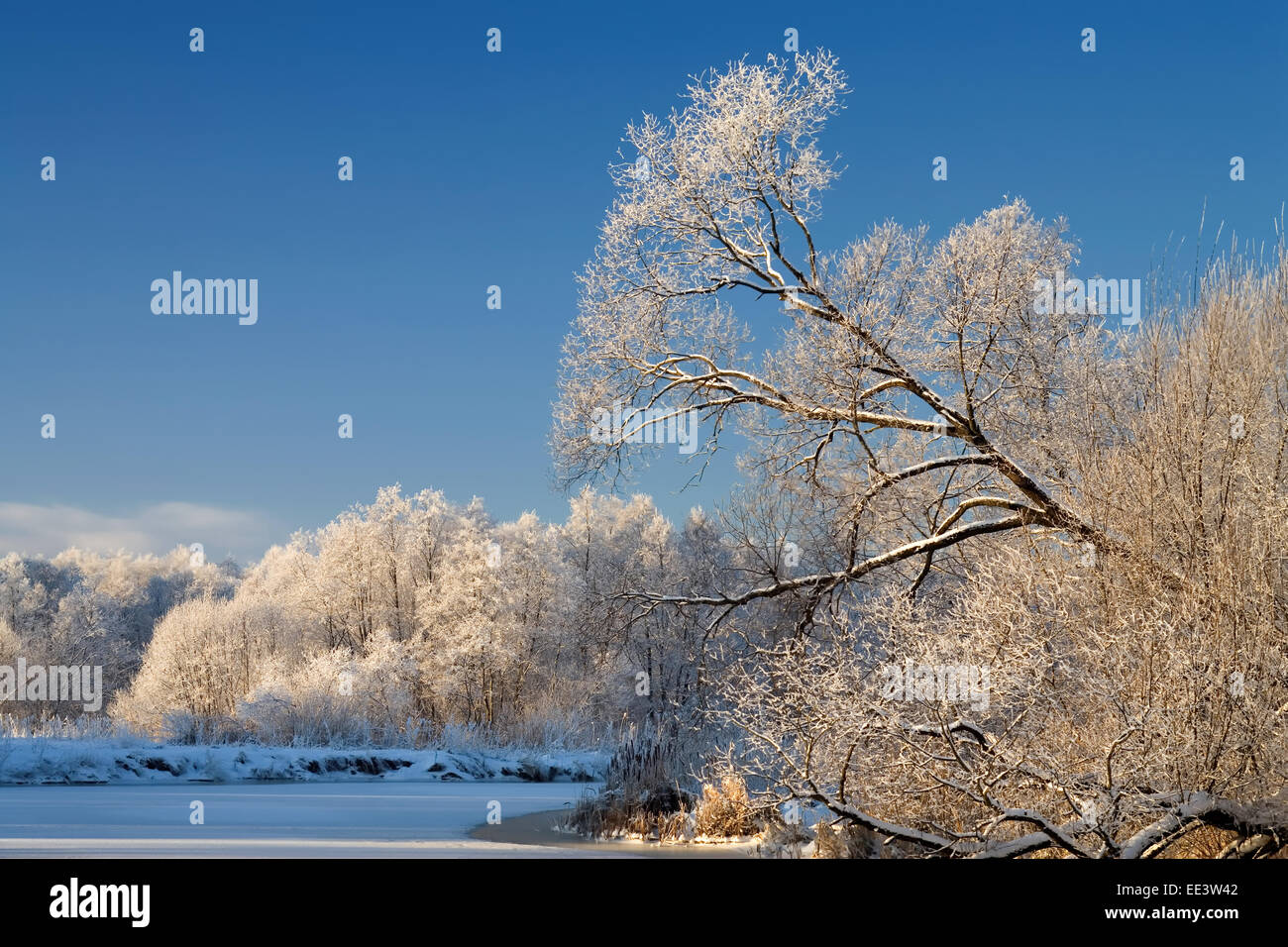 Cold winter day, beautiful hoarfrost and rime on trees. blue sky clouds ...
