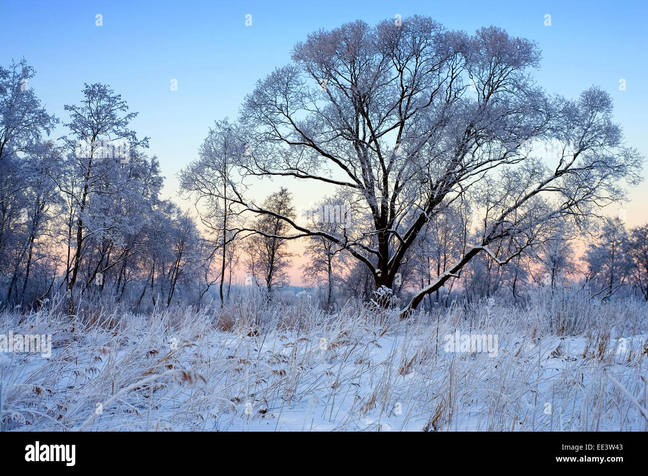 Cold winter day, beautiful hoarfrost and rime on trees. blue sky clouds ...