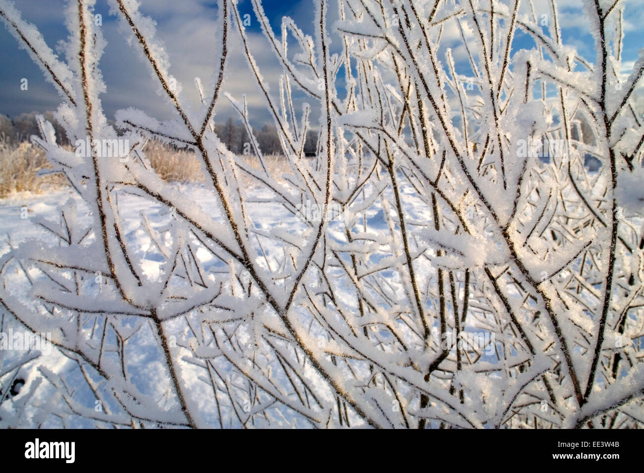 Cold winter day, beautiful hoarfrost and rime on trees. blue sky clouds ...