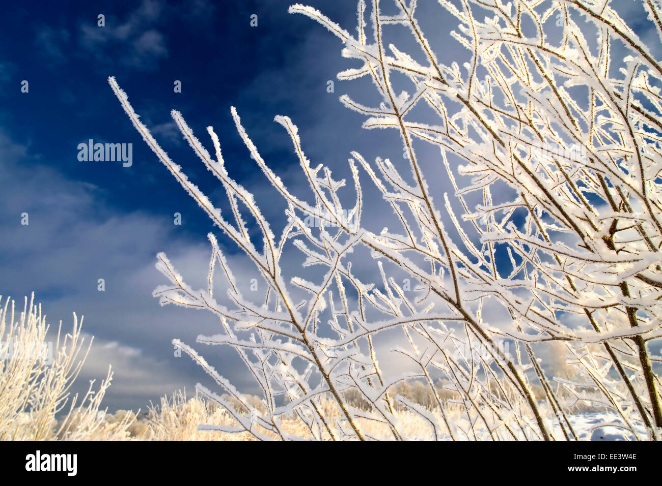 Cold winter day, beautiful hoarfrost and rime on trees. blue sky clouds ...