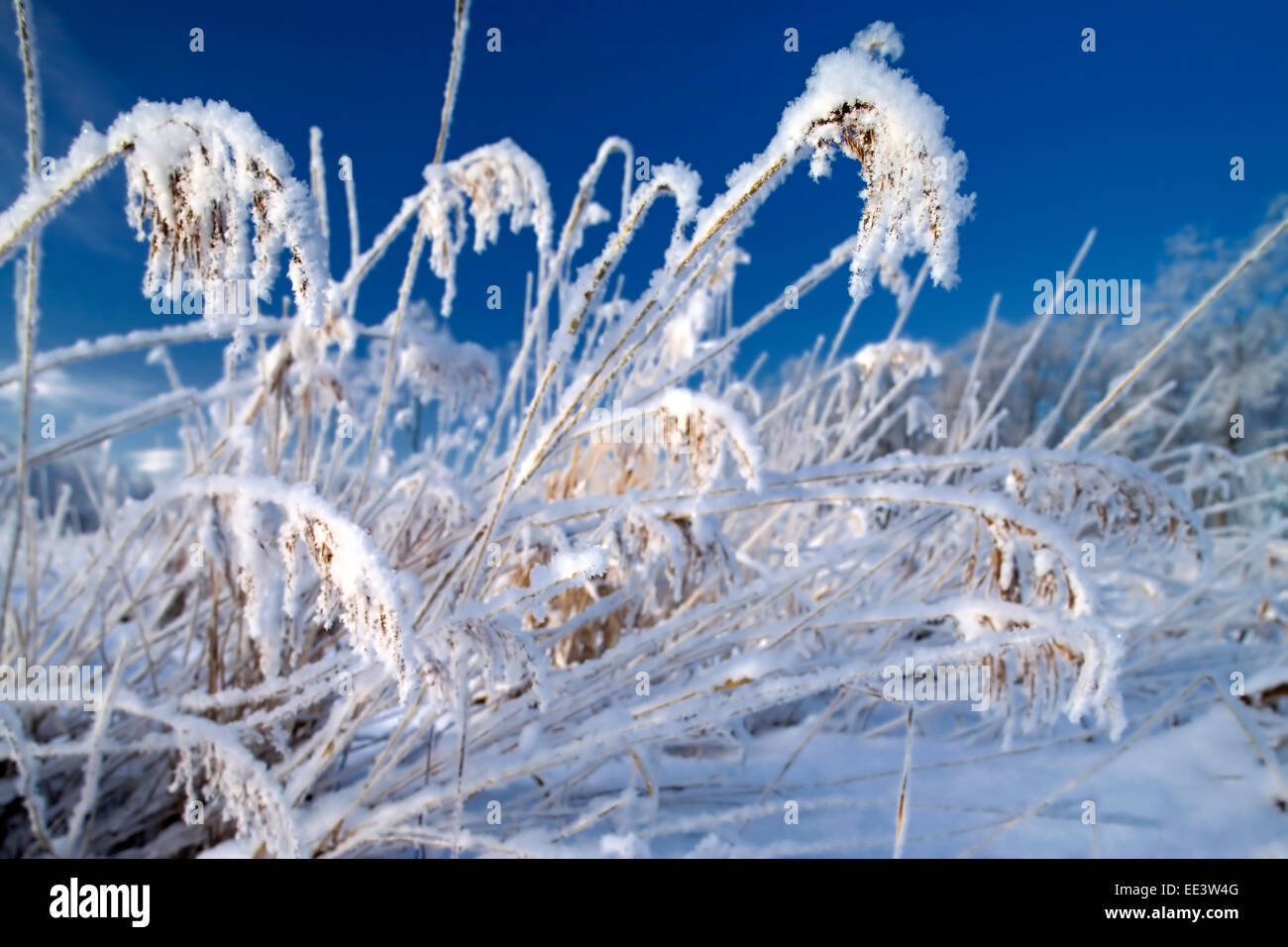 Cold winter day, beautiful hoarfrost and rime on trees. blue sky clouds ...