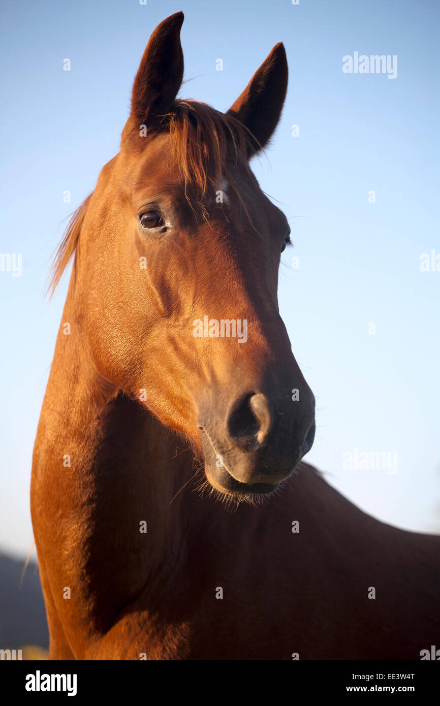 Peaceful Mare Horse Head Shot Side View Summertime Stock Photo - Alamy