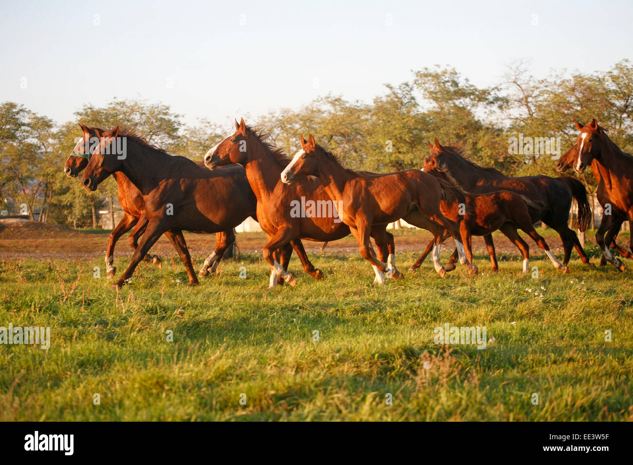 Herd galloping in autumn field when the sun goes down rural scene Stock ...