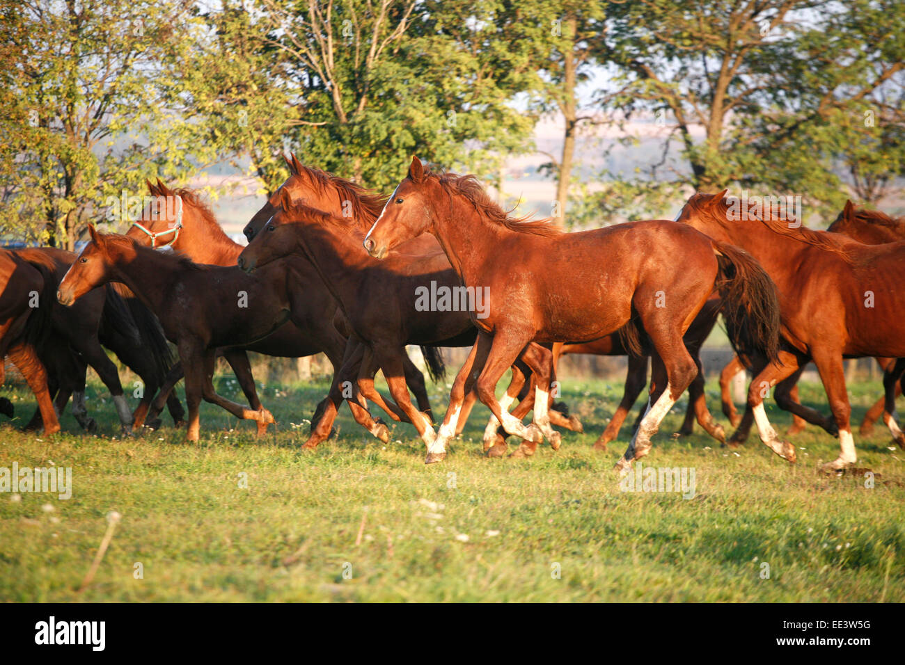 Herd galloping in autumn field when the sun goes down rural scene Stock ...