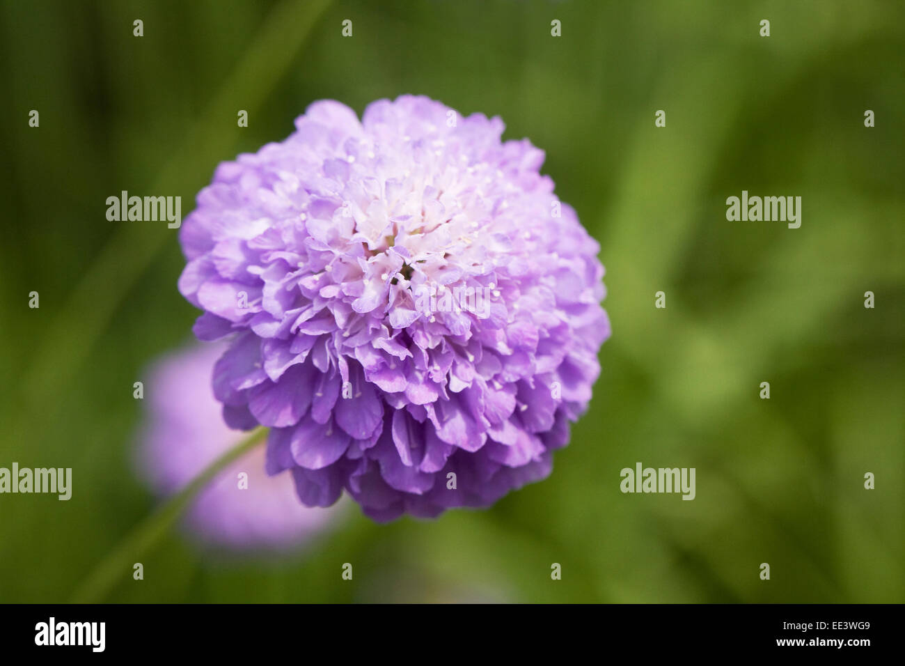 Scabious plant hi-res stock photography and images - Alamy