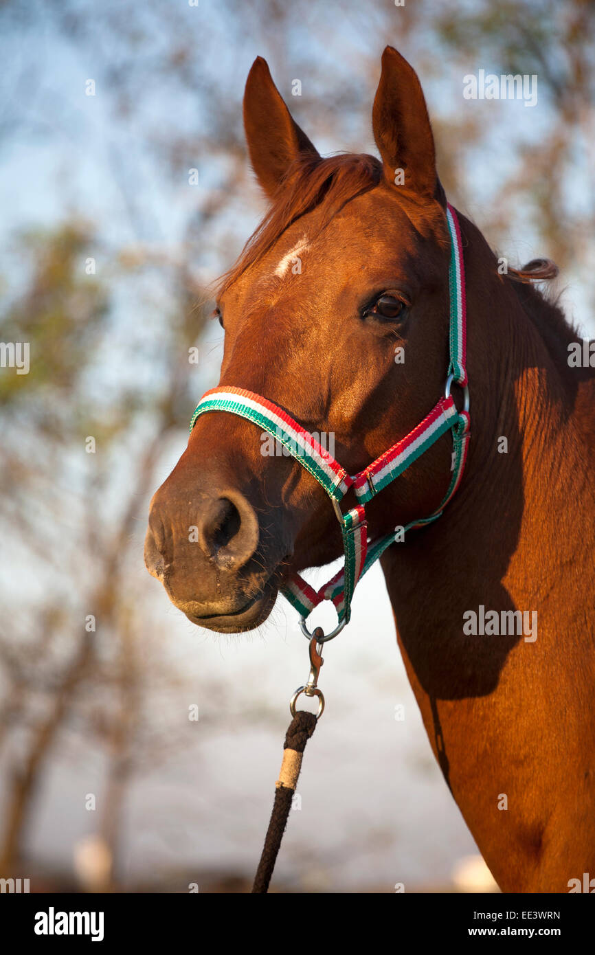 Peaceful Mare Horse Head Shot Side View Summertime Stock Photo - Alamy