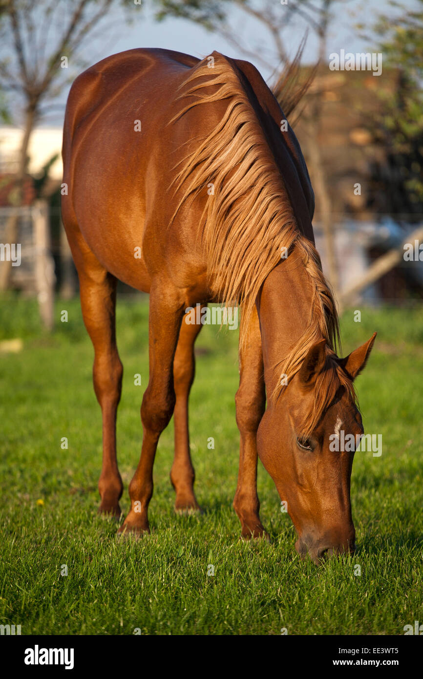 Beautiful gidran breed mare grazing in summer pasture Stock Photo - Alamy