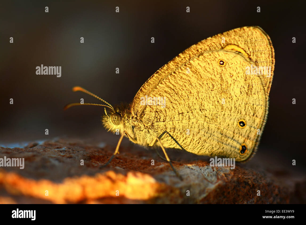 Under side of butterfly wings hi-res stock photography and images - Alamy