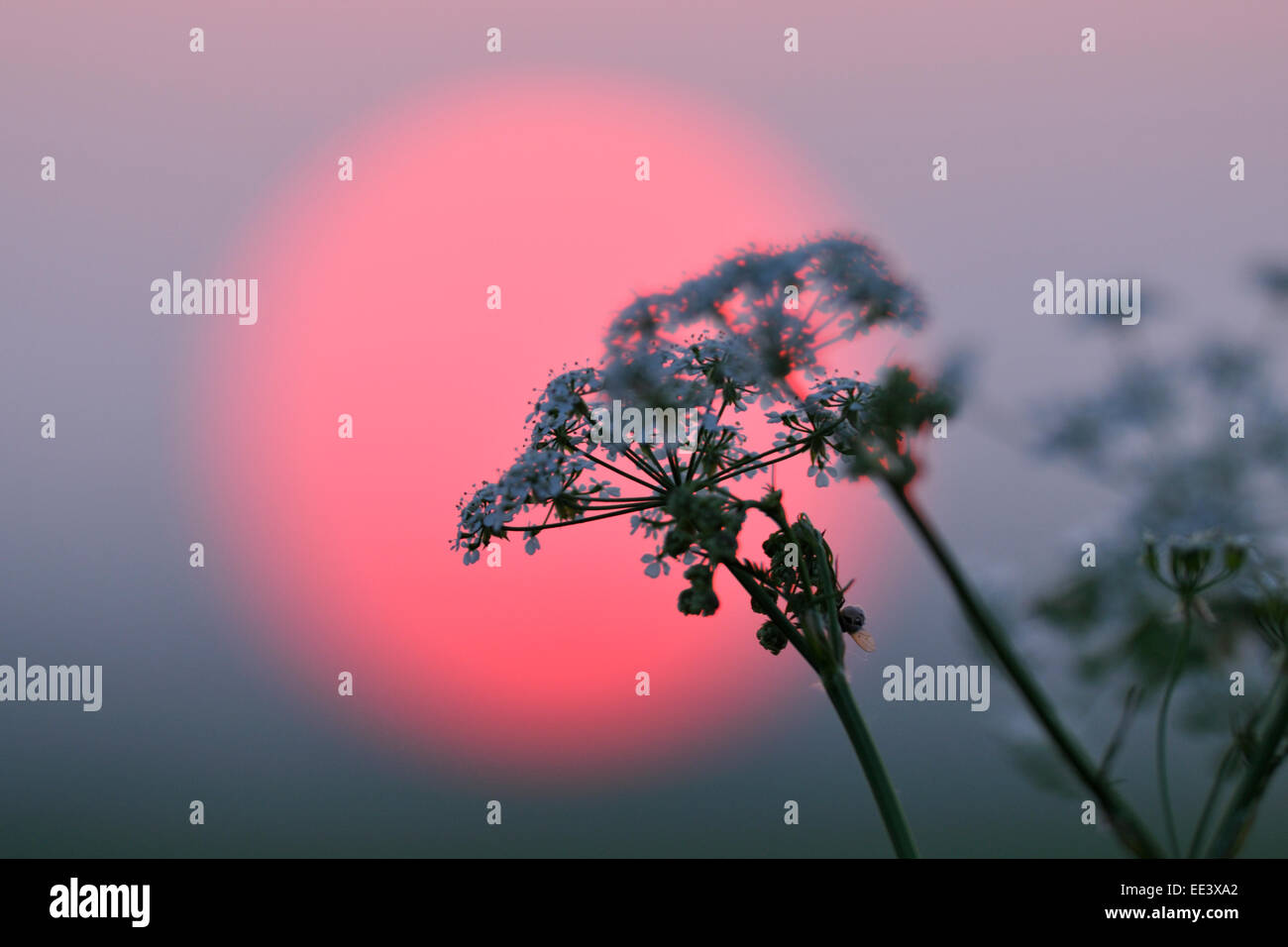 Sunrise insects hi-res stock photography and images - Alamy