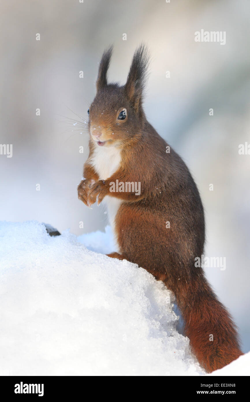 red squirrel germany Stock Photo - Alamy