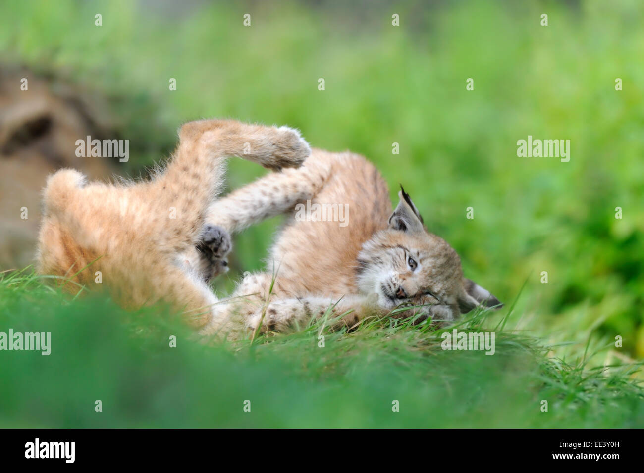 Luchs hi-res stock photography and images - Alamy
