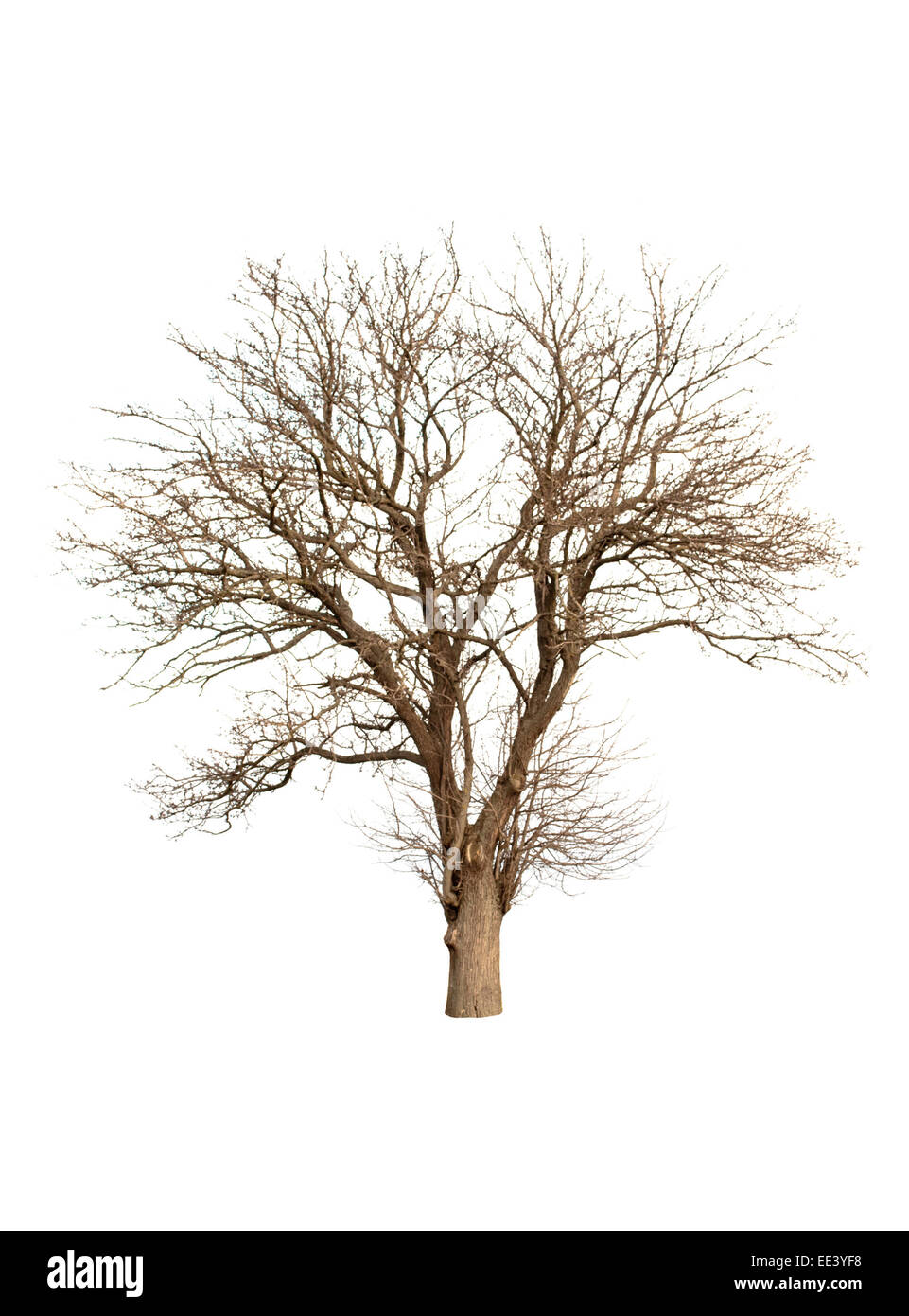tree isolated over white background Stock Photo - Alamy