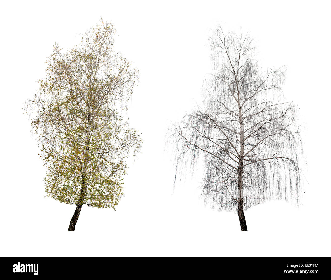 Birch branch isolated on Cut Out Stock Images & Pictures - Alamy