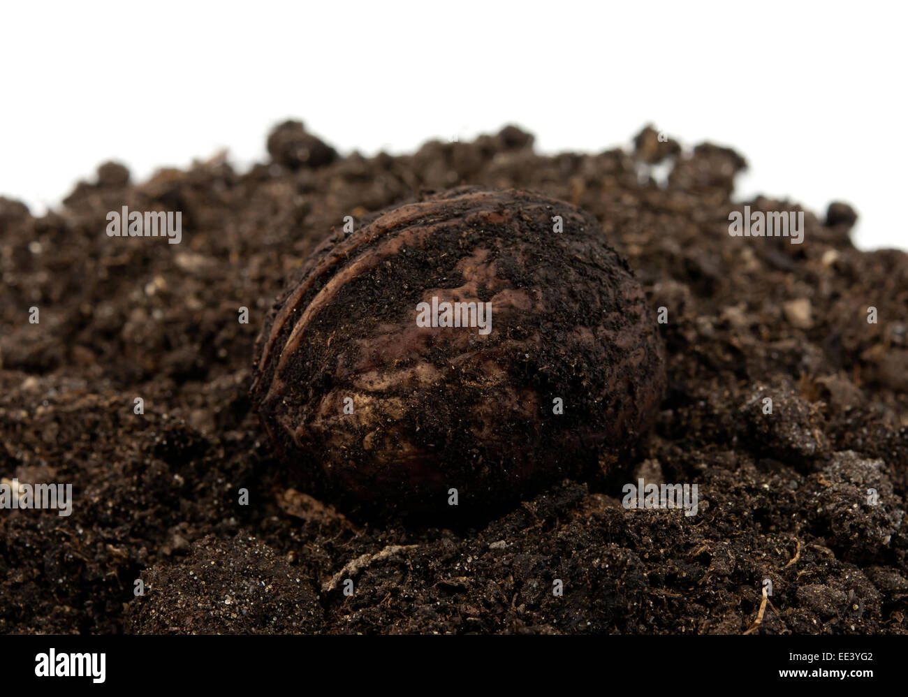walnut sapling isolated on a white background Stock Photo - Alamy