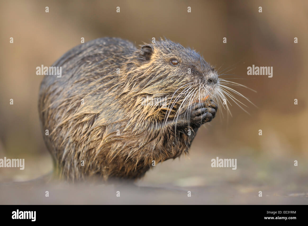 nutria [Myocastor coypus] Biberratte Germany Stock Photo - Alamy