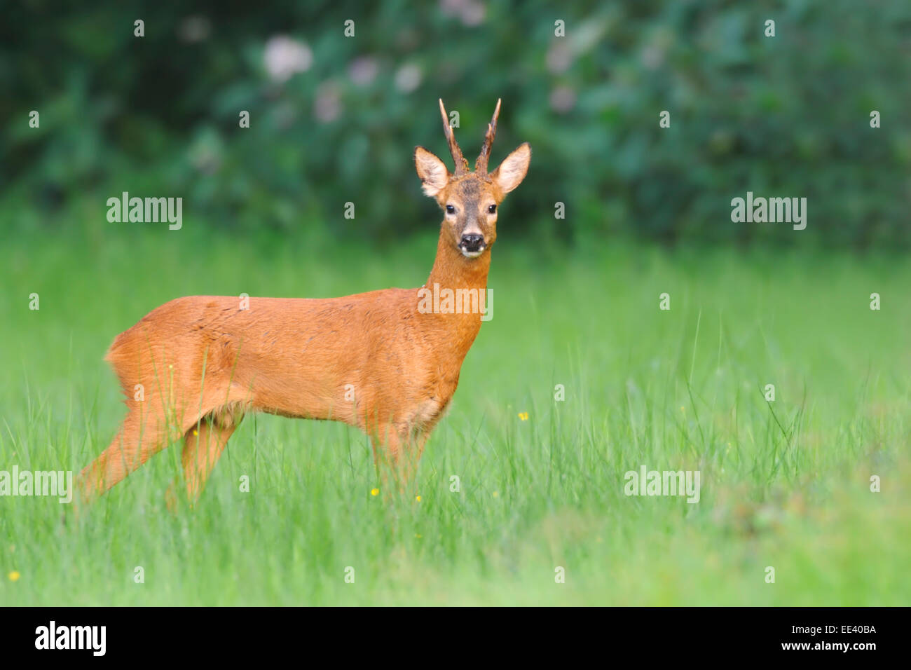 Reh red deer Stock Photo - Alamy