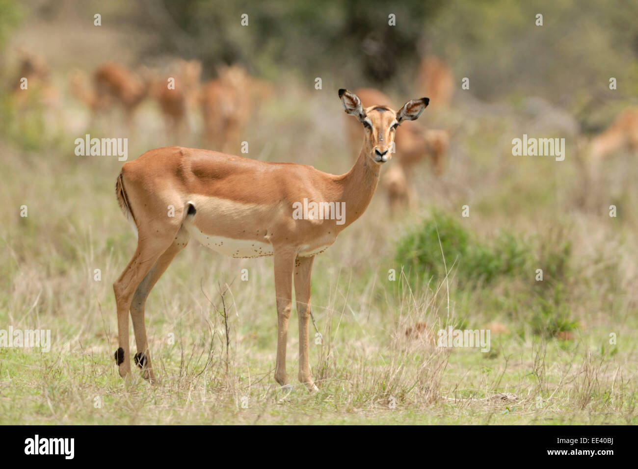 Melampus hi-res stock photography and images - Alamy