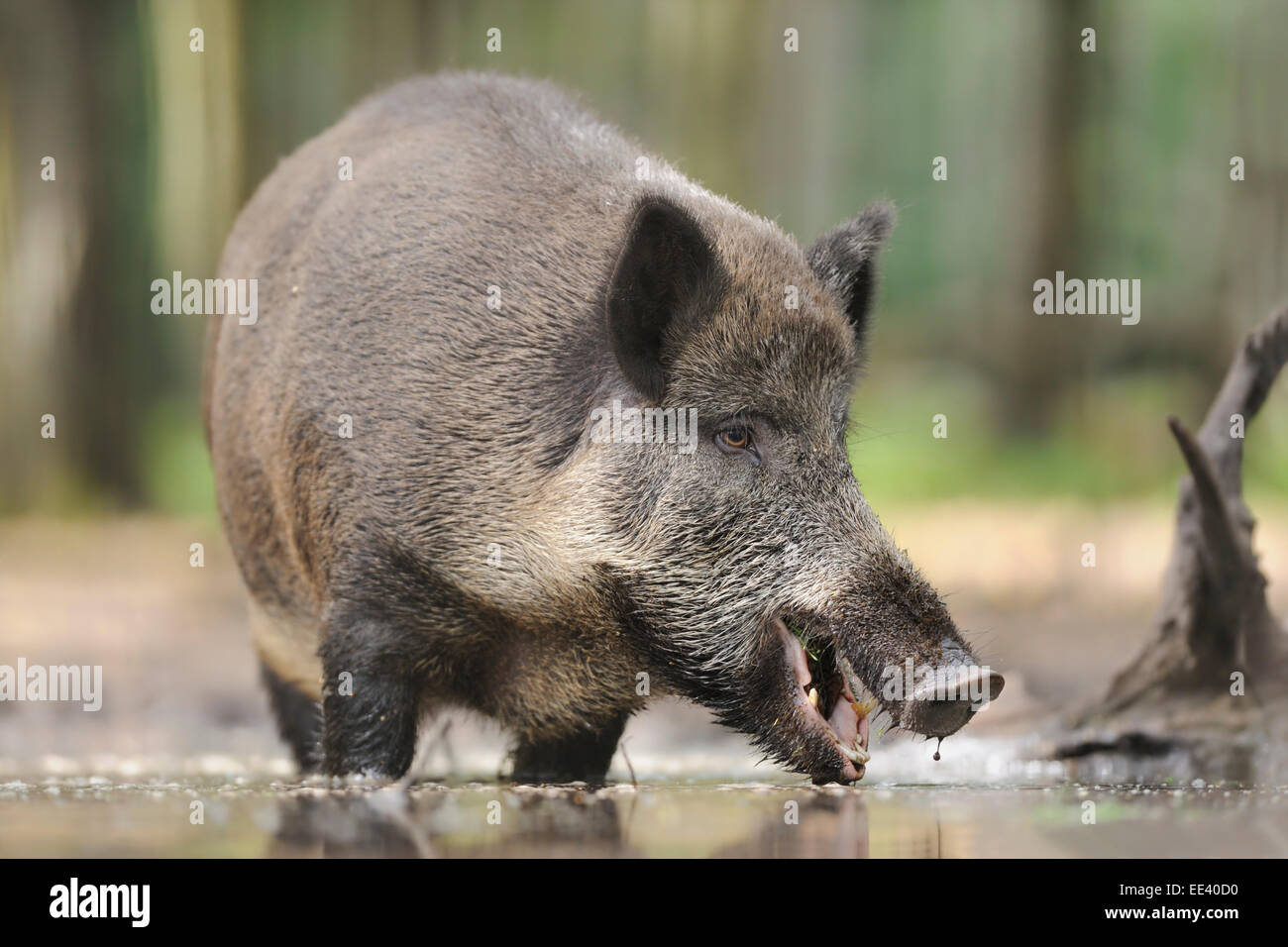wild boar [Sus scrofa] wild hog Wildschwein eber germany Stock Photo ...