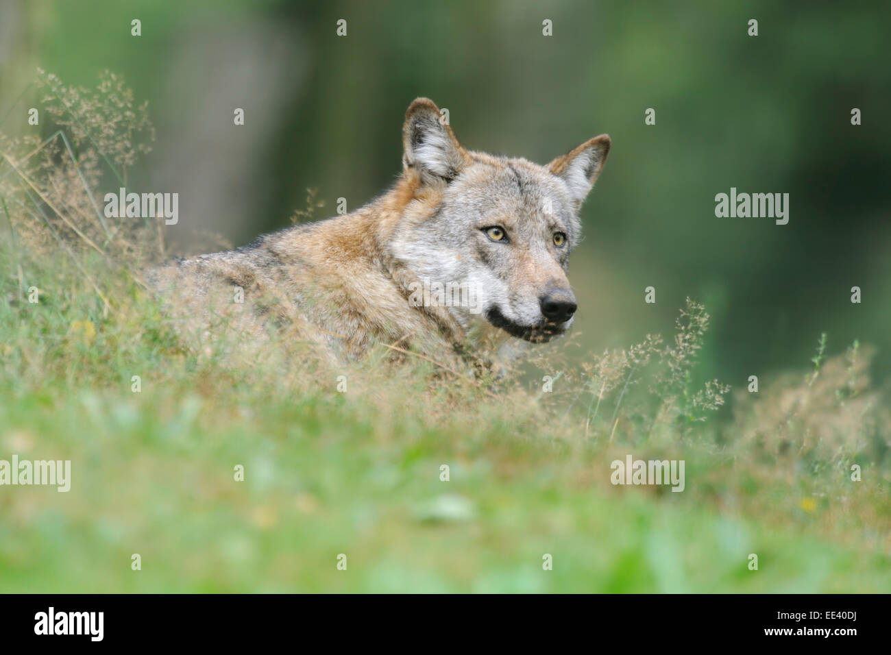 Eurasian wolf [Canis lupus lupus] Stock Photo - Alamy