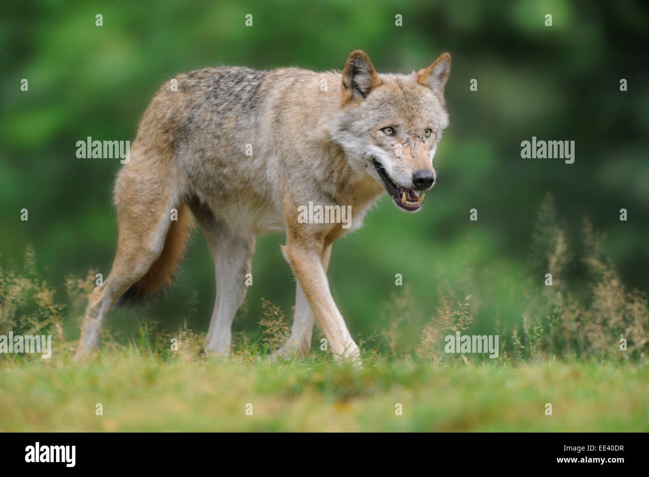 Wolf canis lupus germany hi-res stock photography and images - Alamy