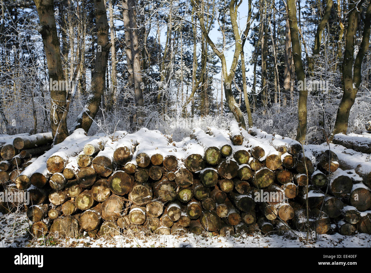 Harvesting timber logs in a winter forest. Winter timber harvesting ...