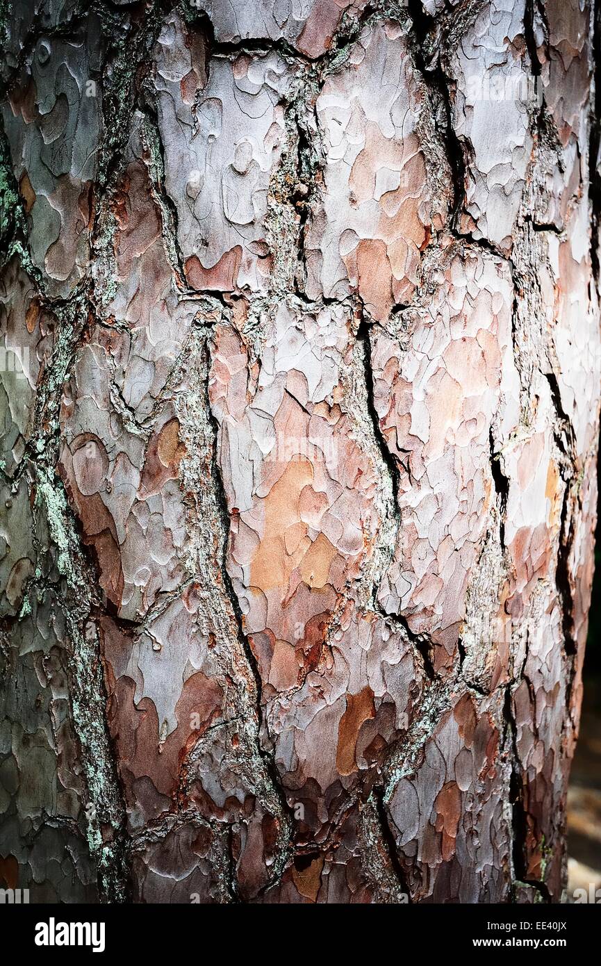 Tree Bark Patterns Stock Photo - Alamy