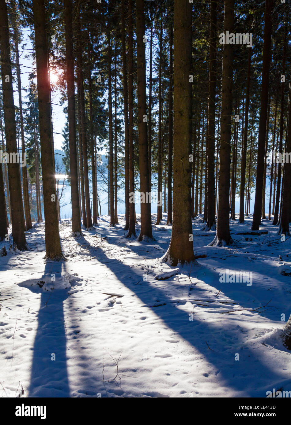 Sunlight shadows forest hi-res stock photography and images - Alamy