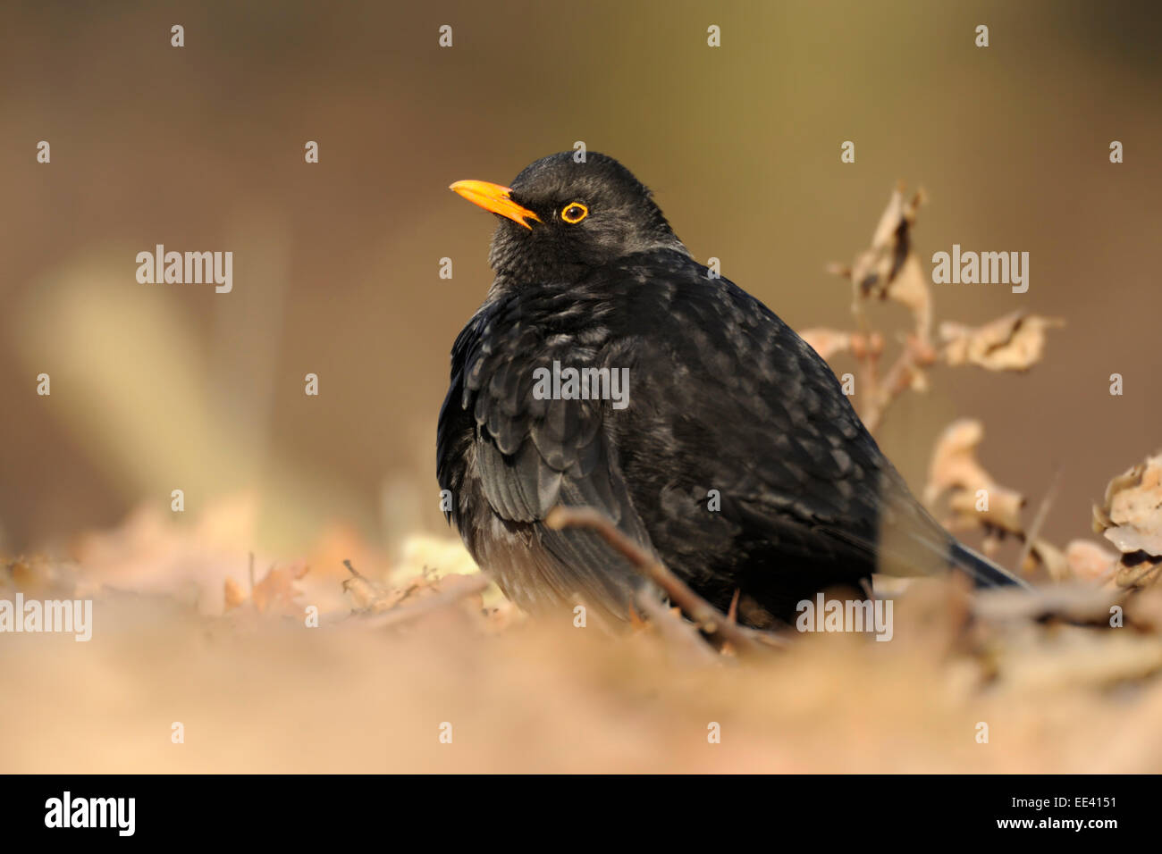 merle [Turdus merula], common blackbird, Amsel, germany Stock Photo - Alamy