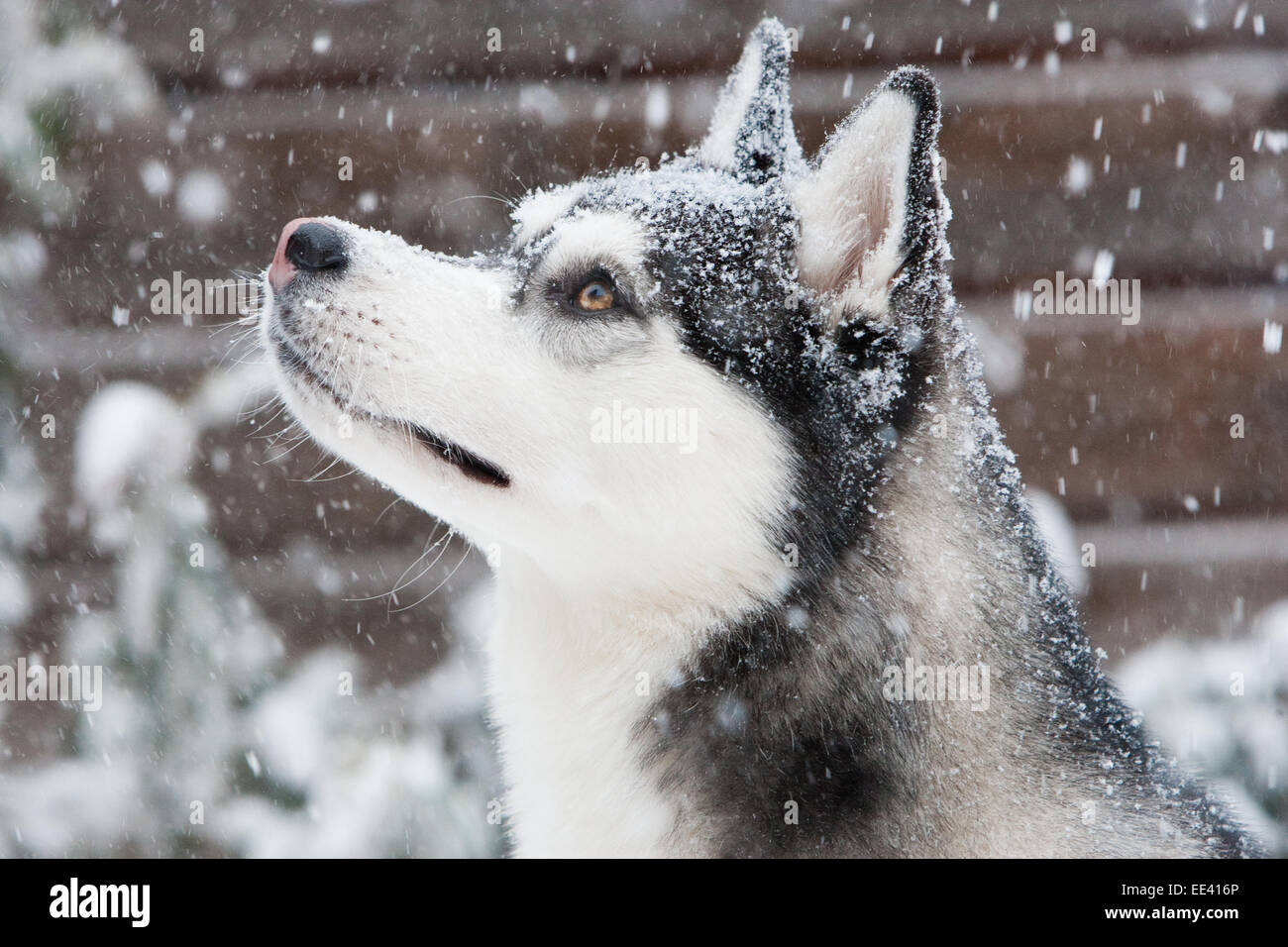 Portrait of a siberian husky Stock Photo - Alamy