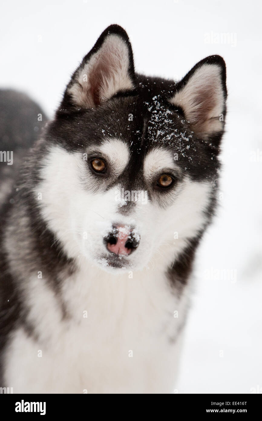 Portrait of a siberian husky Stock Photo - Alamy