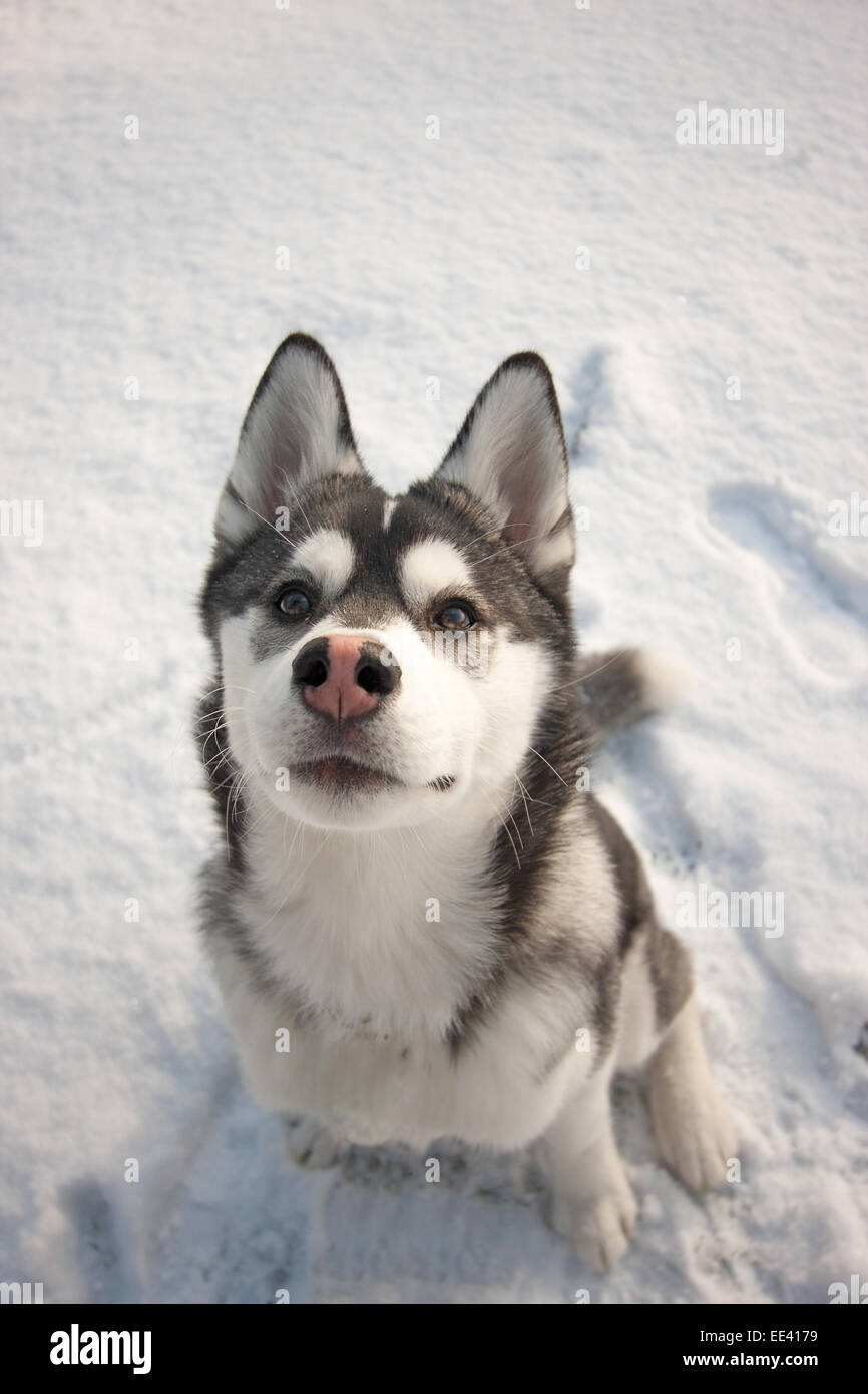 Portrait of a siberian husky Stock Photo - Alamy