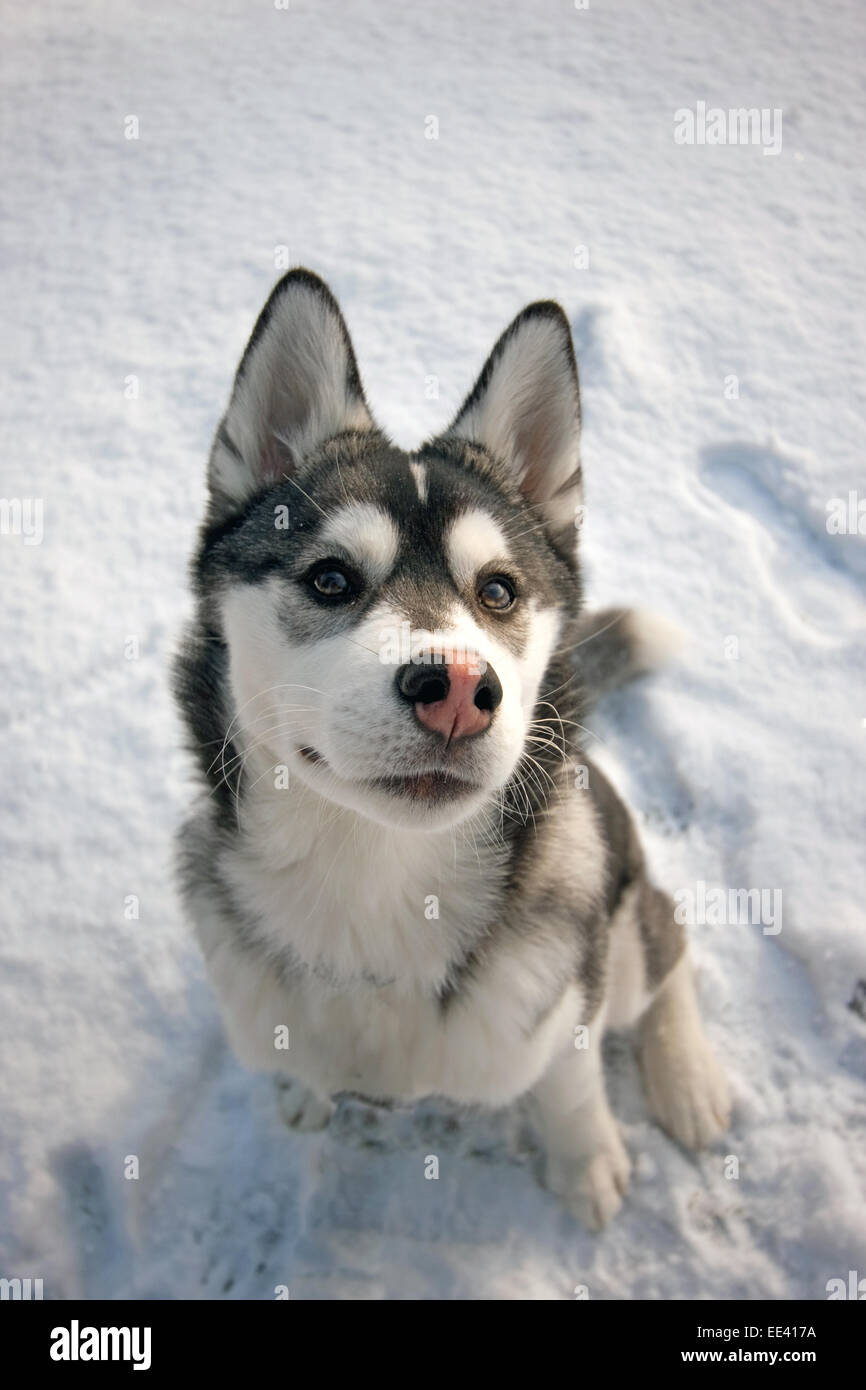 Portrait of a siberian husky Stock Photo - Alamy