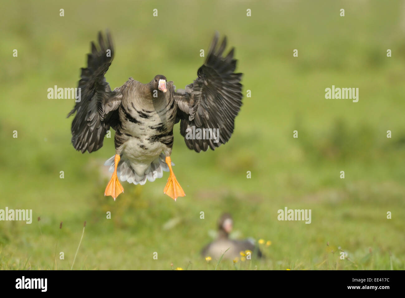 (greater) white-fronted goose [Anser albifrons], germany Stock Photo ...