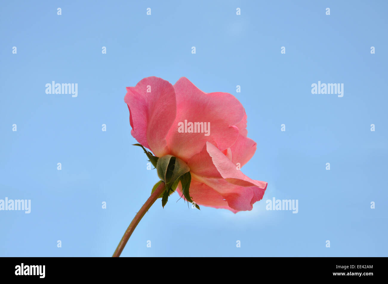 A single bright pink rose in full bloom against a bright blue sky Stock ...