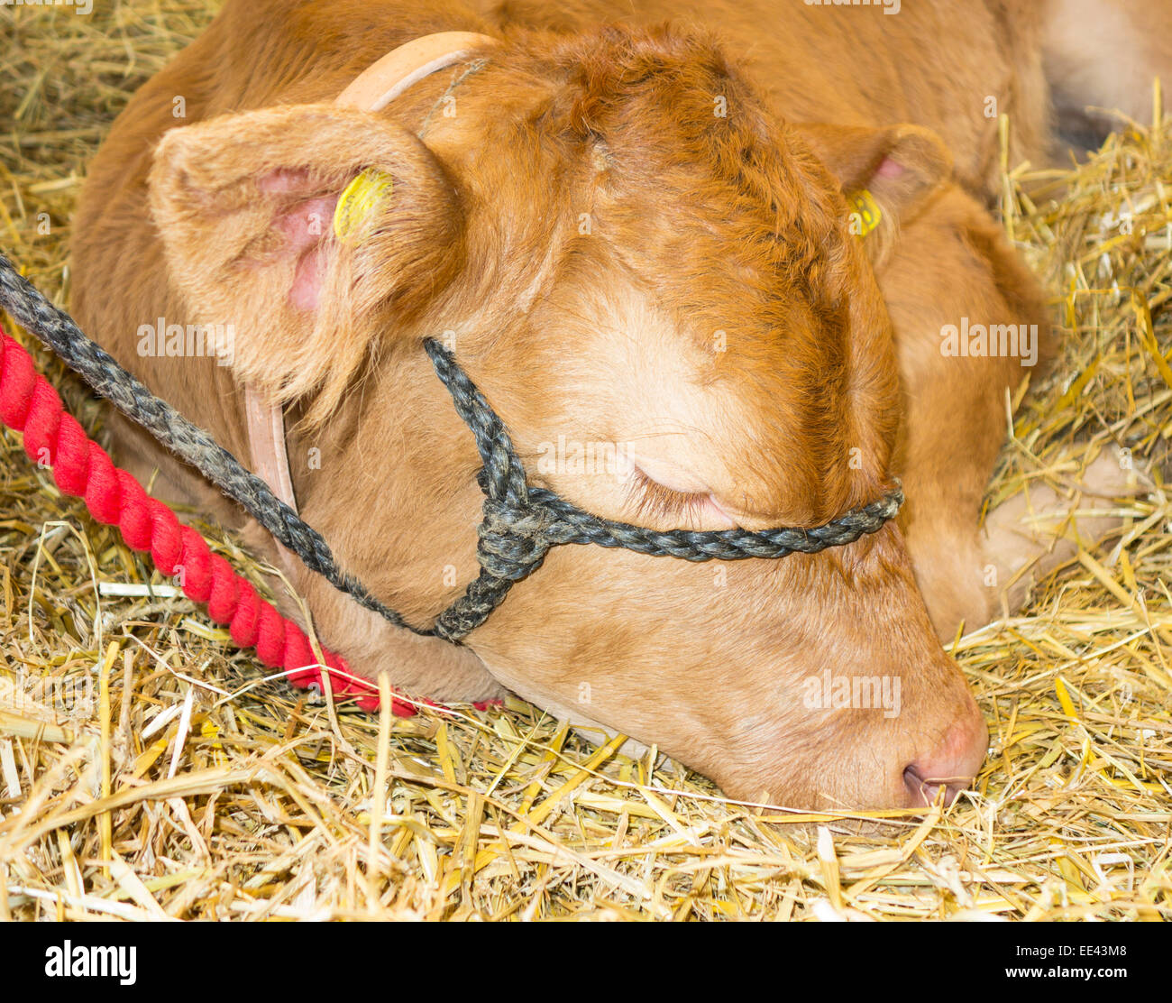 Sleepy head hi-res stock photography and images - Alamy