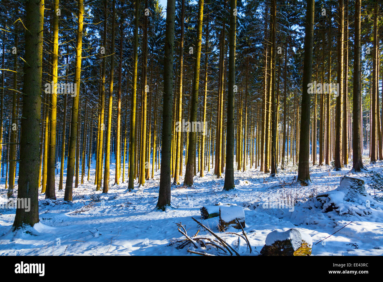 Winter in the forest Stock Photo - Alamy