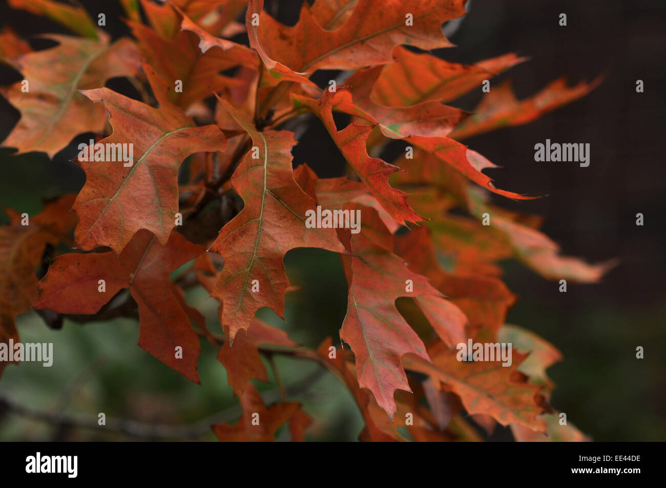 Cluster of orange fall oak leaves on a branch Stock Photo - Alamy