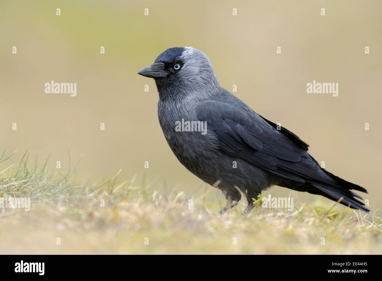 Germany corvus monedula hi-res stock photography and images - Alamy