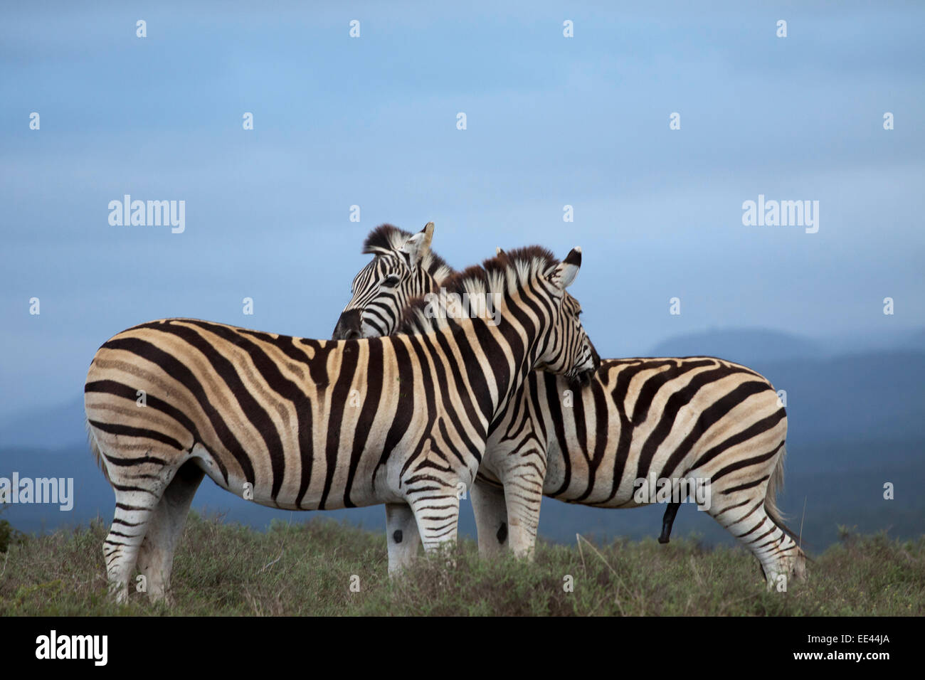 Zebras hugging hi-res stock photography and images - Alamy