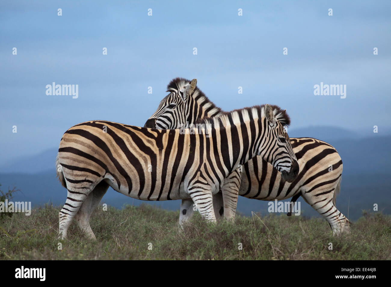 Zebras hugging hi-res stock photography and images - Alamy