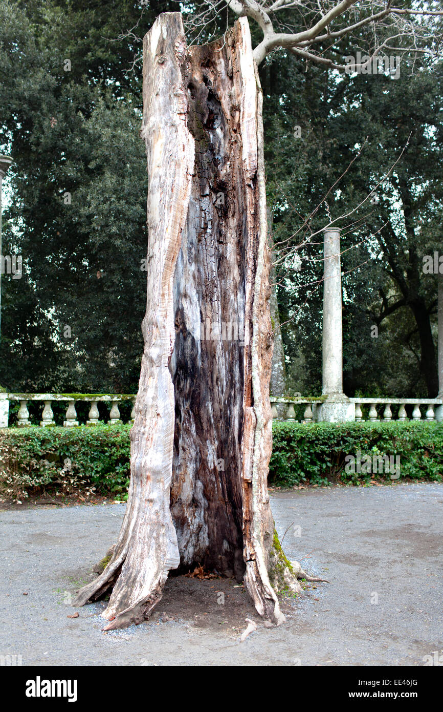 Old Empty Tree Trunk Stock Photo - Alamy